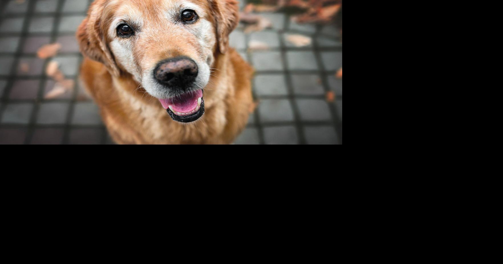 Tips for caring for an older pet | Complimentary | eacourier.com