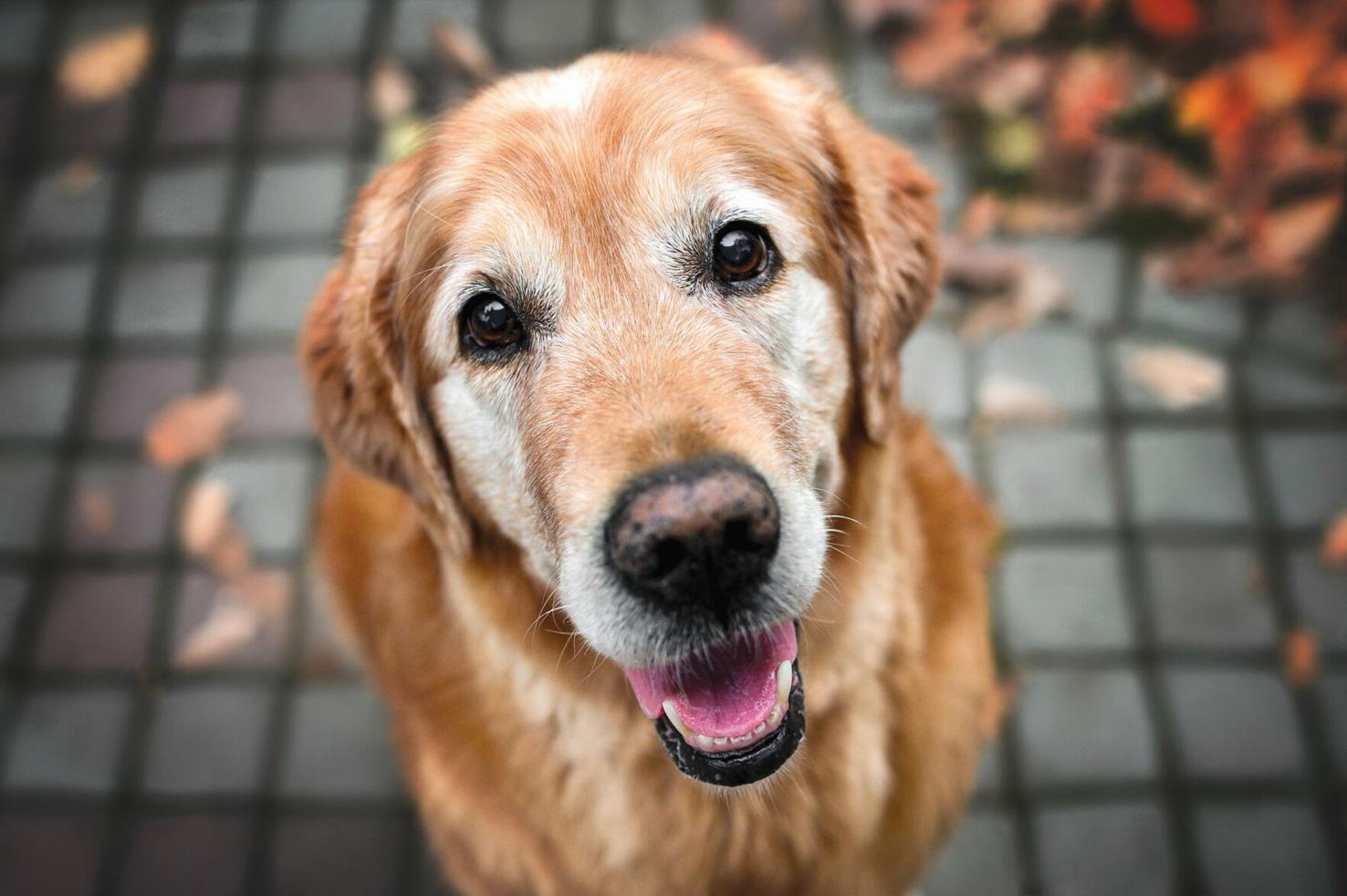 Tips for caring for an older pet | Complimentary | eacourier.com