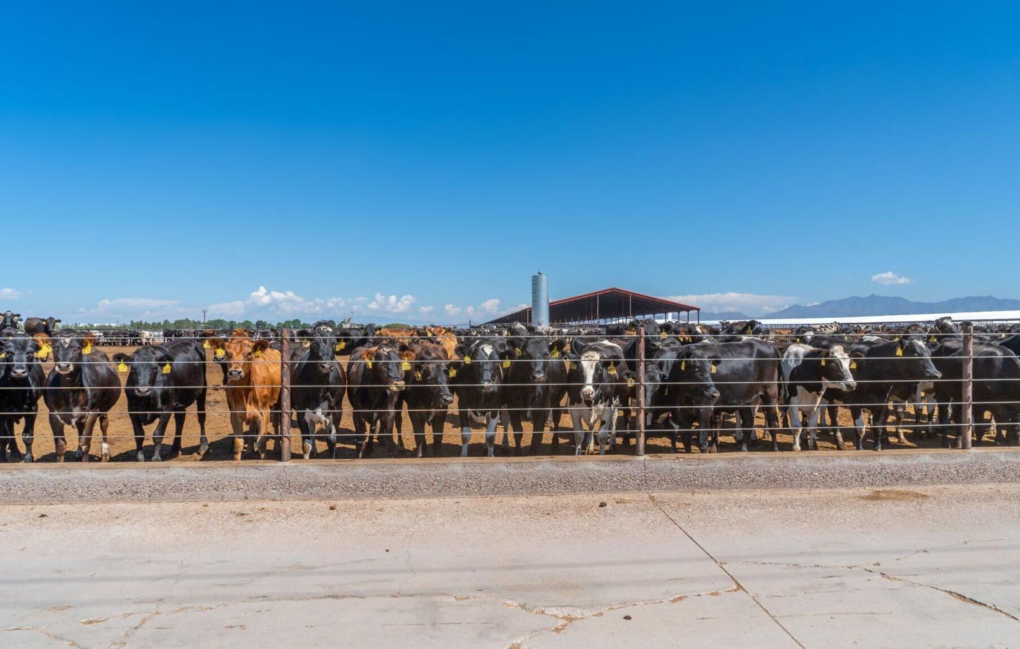 A mega-dairy and a sinking aquifer in Willcox | State | eacourier.com