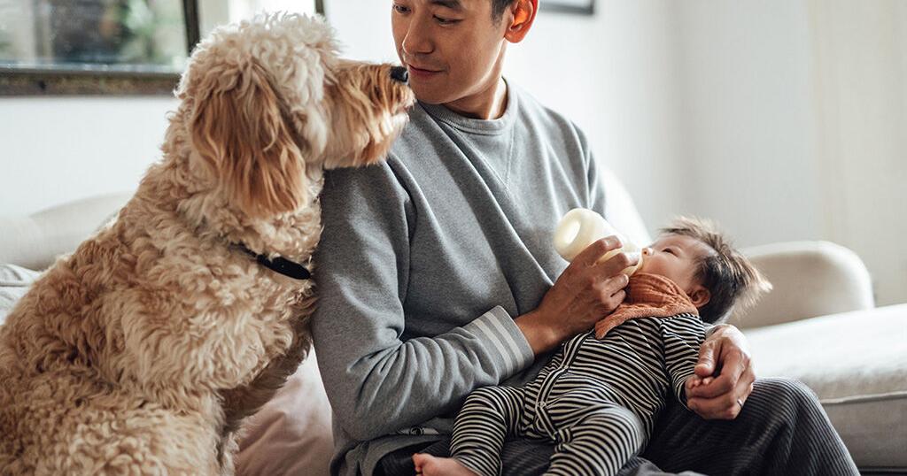 Paw-some pals: Introducing your fur baby to your new baby ...