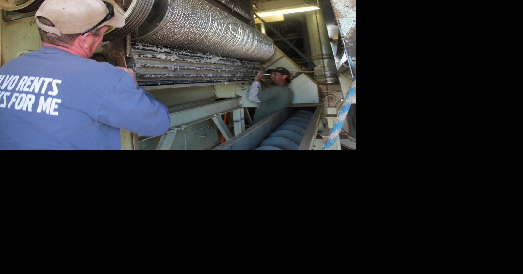 Cotton ginned in Arizona holds steady | Local News | eacourier.com