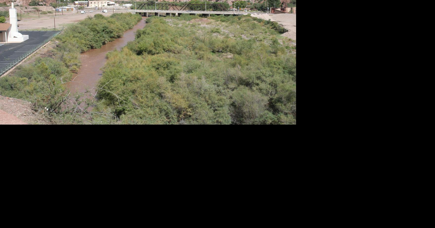 GWP dealing with invasive salt cedar in Greenlee | News | eacourier.com