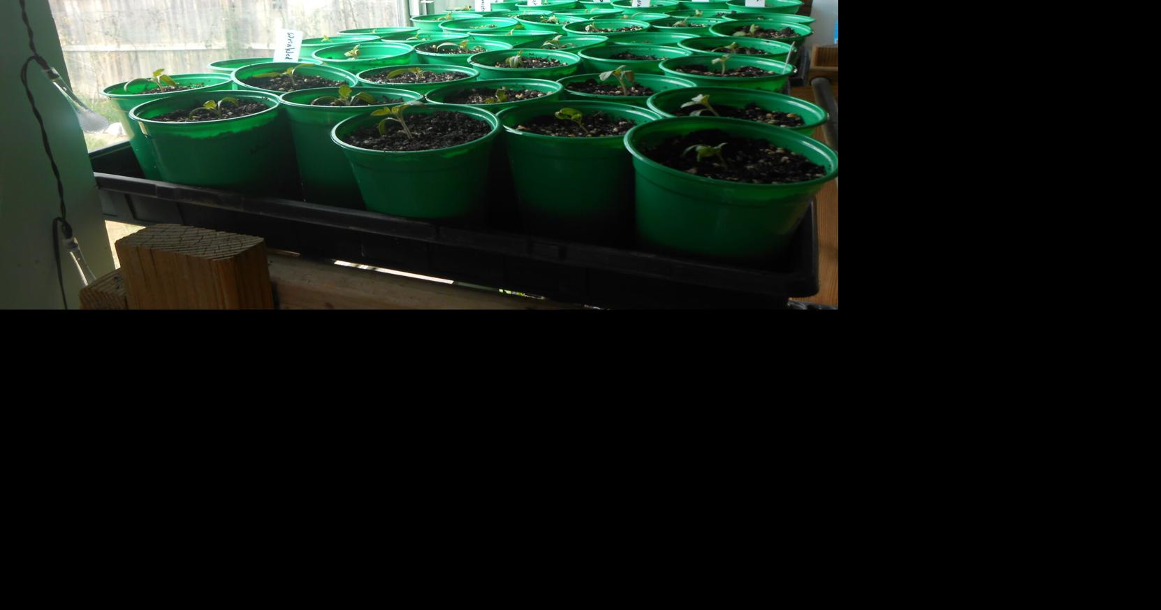 Starting your garden transplants at home | Lifestyle | eacourier.com