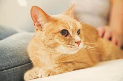 How to acclimate an adopted cat to its new home | Pets | eacourier.com