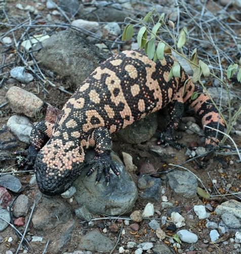 Gila monsters are venomous, protected by law | Lifestyle | eacourier.com