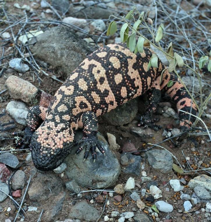 Gila monsters are venomous, protected by law | Lifestyle | eacourier.com
