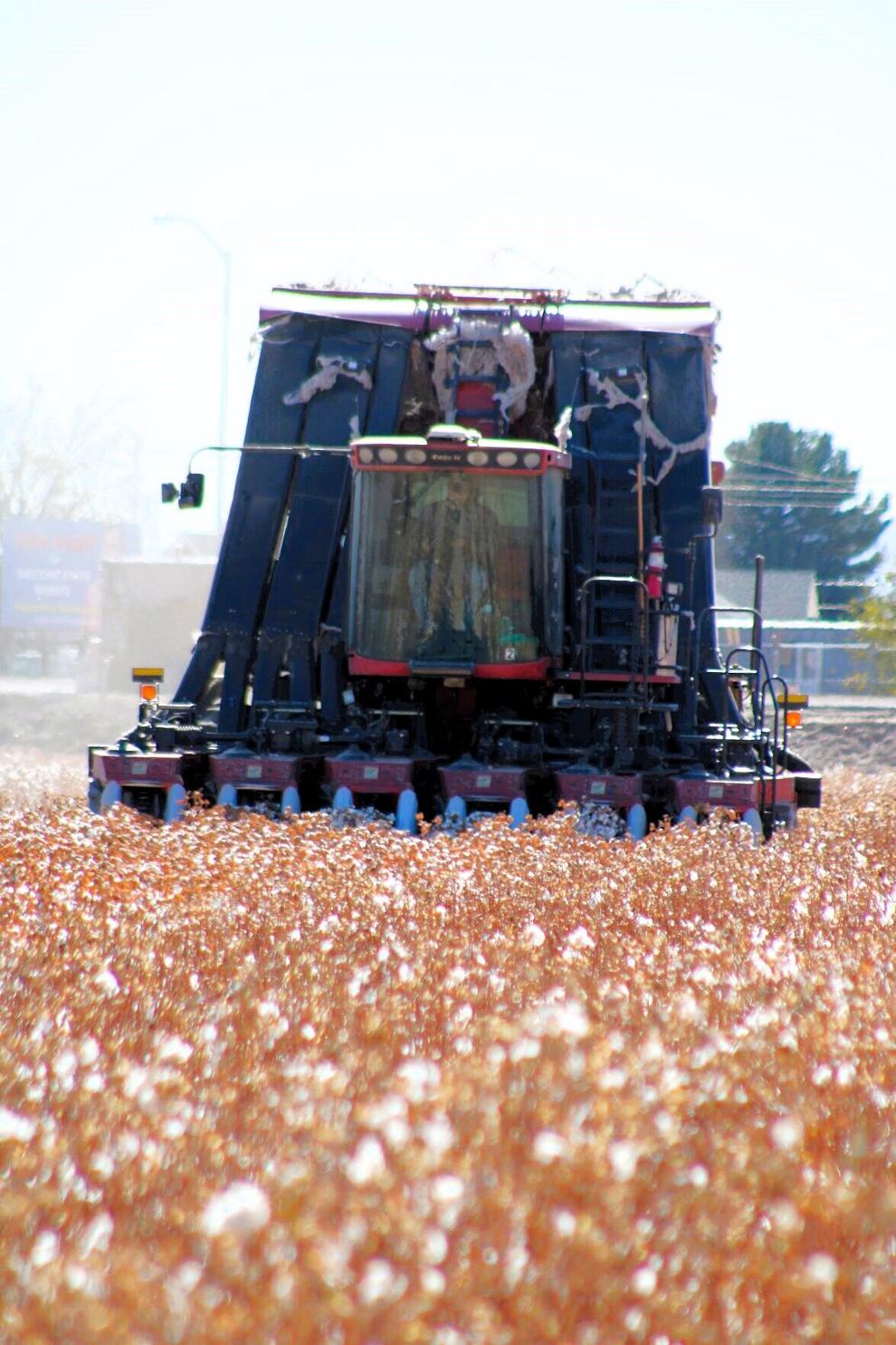 USDA announces cotton plan with potential implications for Graham ...