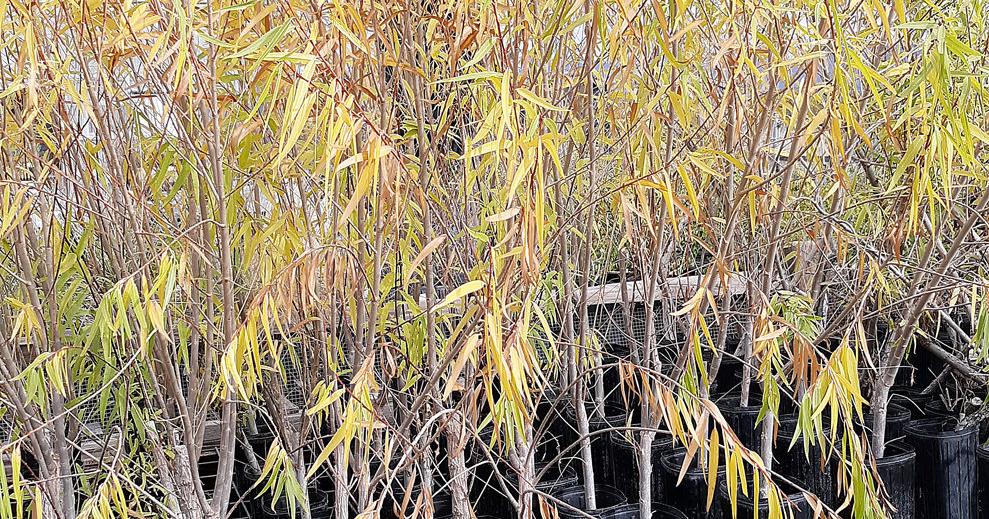 Willows by the watercourses | Local News | eacourier.com