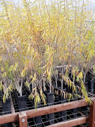 Willows by the watercourses | Local News | eacourier.com