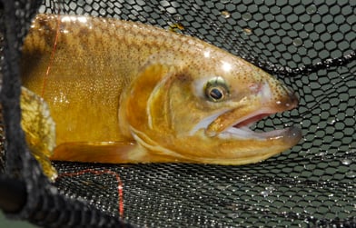 Frye Mesa fun | Local Sports News | eacourier.com