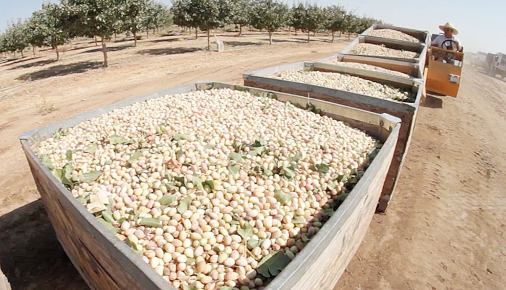 Pistachio sales increase when tariffs removed | Local News Stories ...