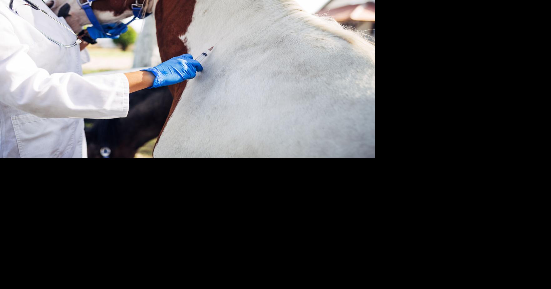 A dose of defense: Keeping horses healthy through vaccination ...