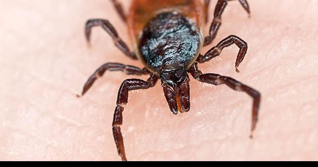 CDC conducts study of ‘new’ tick in southern Arizona | Local News ...