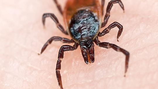 CDC conducts study of ‘new’ tick in southern Arizona | Local News ...