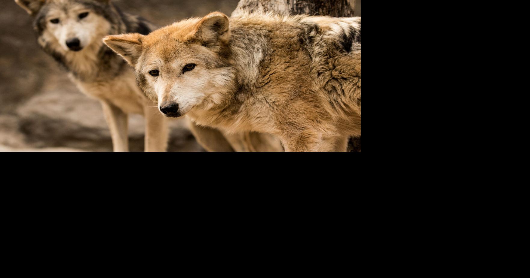 Conservation groups sue over wolf program | State | eacourier.com