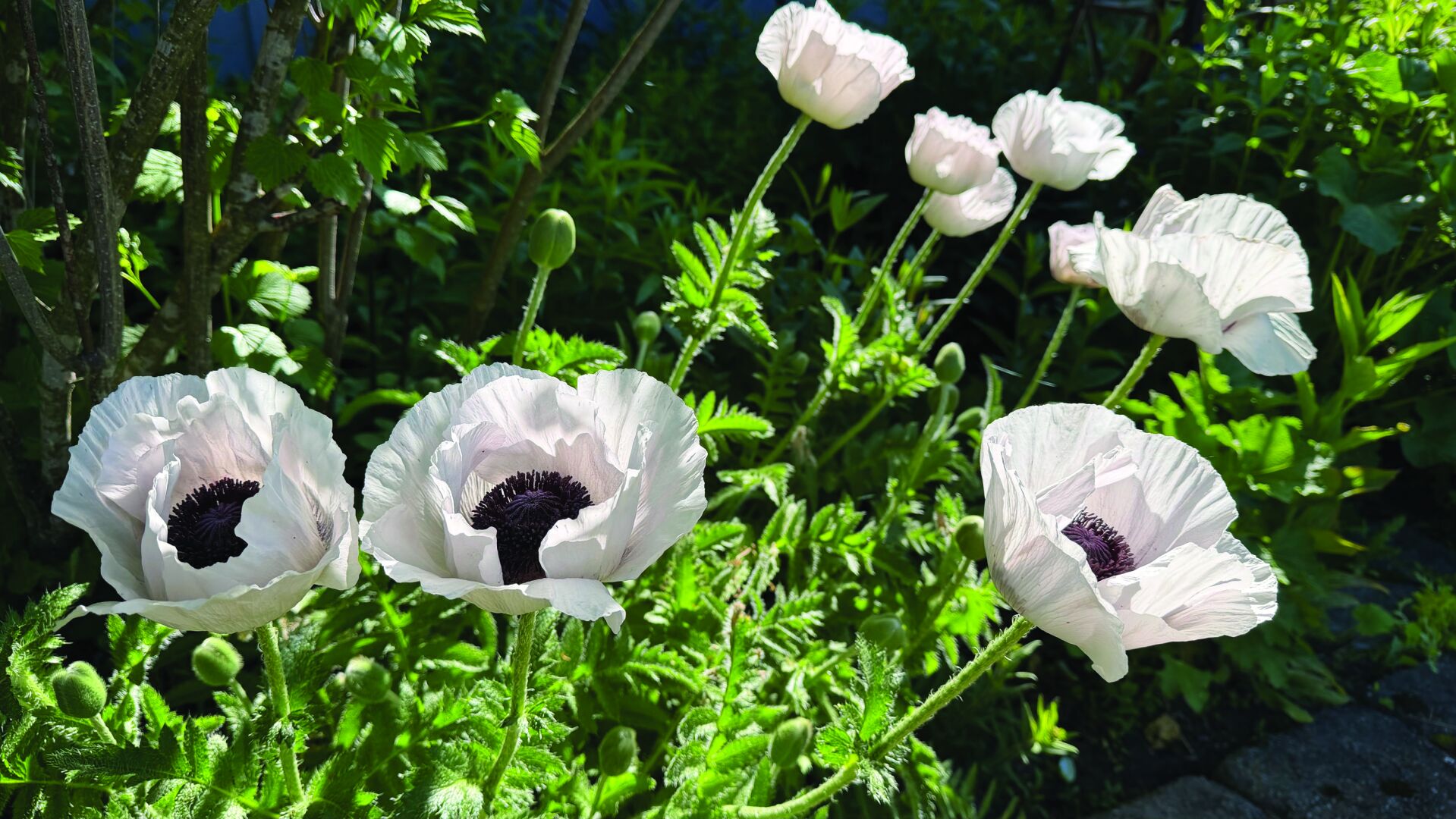 Picture perfect poppies | Baldwinsville Messenger | eaglenewsonline.com