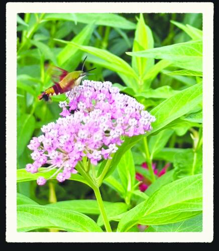 Library to host presentation on the role of native plants and natural ...