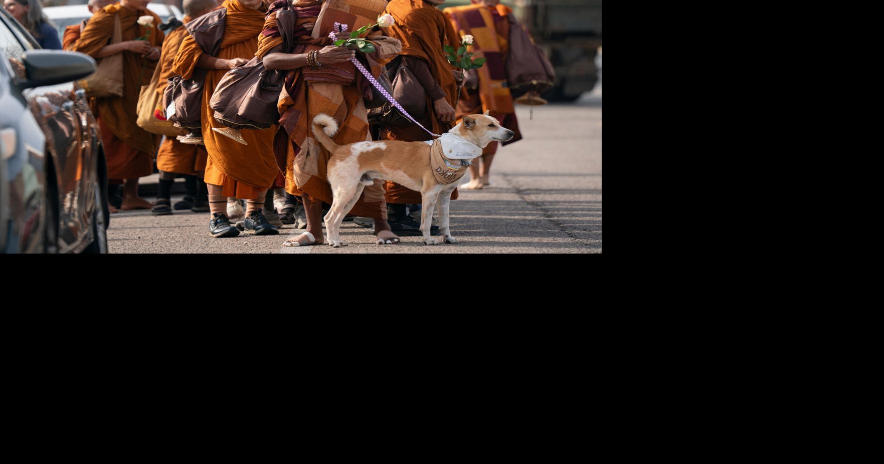 Buddhist monks and their dog captivate Americans while walking for ...