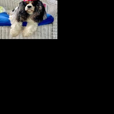 Top Dog contest, winners announced | News | eagletribune.com