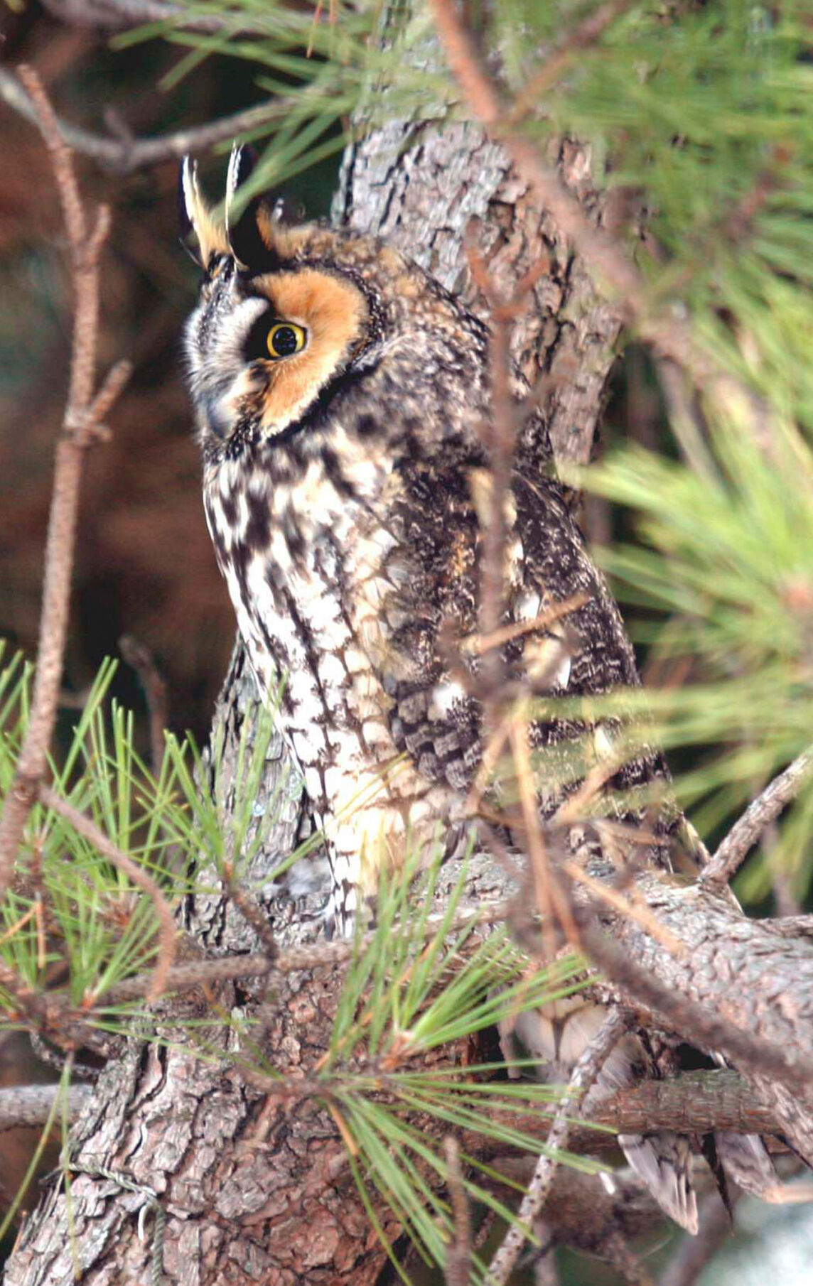 An encounter with a long-eared-owl | Columns | eagletribune.com