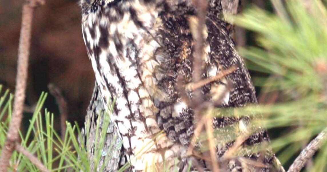 An encounter with a long-eared-owl | Columns | eagletribune.com