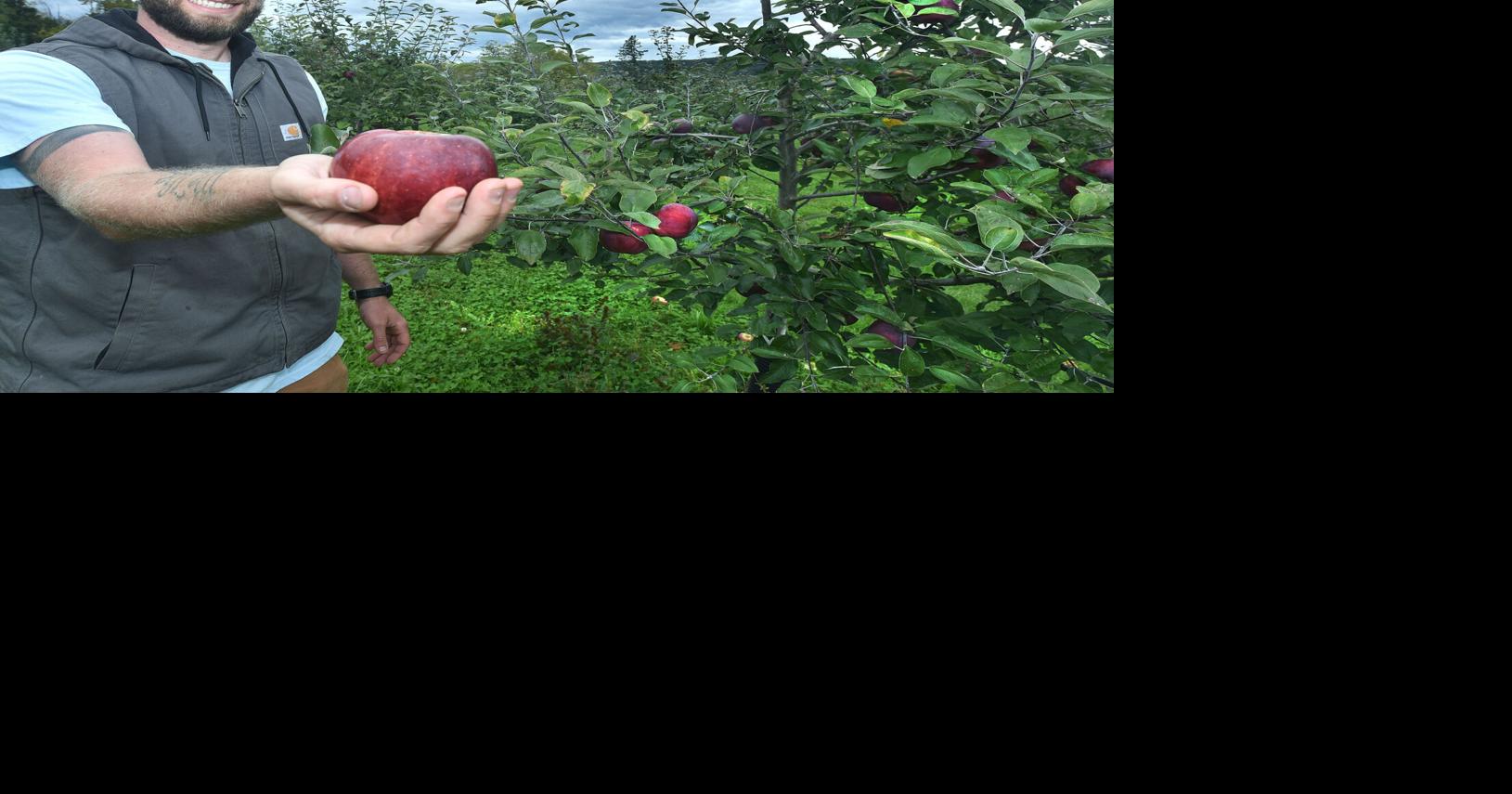 There's a new apple orchard in Haverhill | Business | eagletribune.com