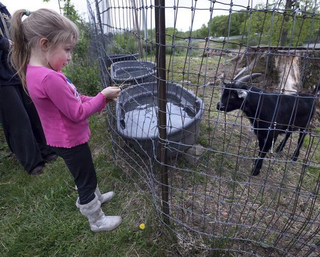 Offers to adopt goats flood Nevins Farm; 'Meet and greet' Saturday ...