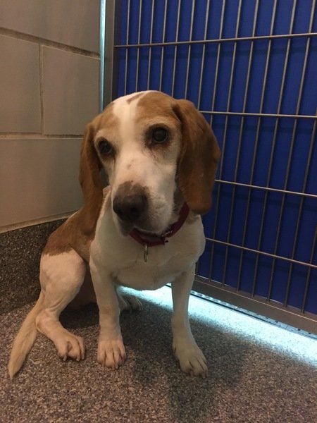 Nevins Farm seeks adopters for surrendered dogs | News | eagletribune.com