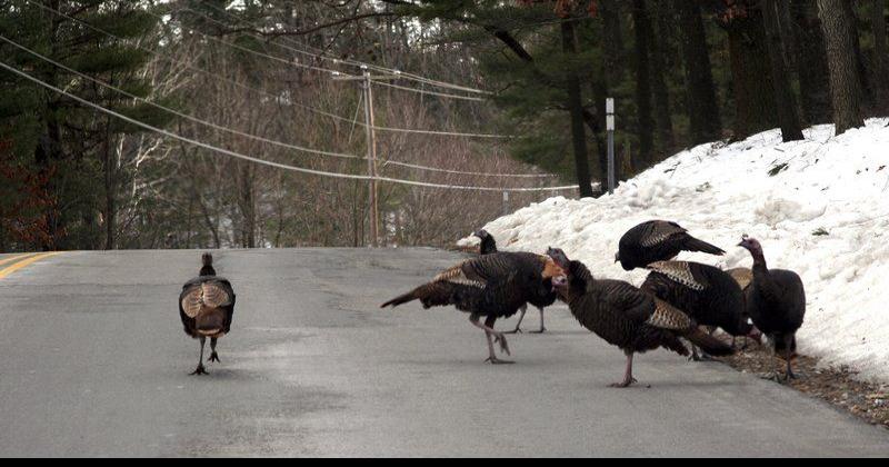 Keep an eye out for wild turkeys | New Hampshire | eagletribune.com