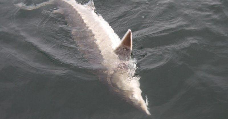 Endangered status of Atlantic sturgeon up for review | Haverhill ...