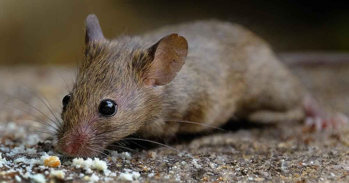 Mice in Methuen schools: Unwelcomed visitors | News | eagletribune.com