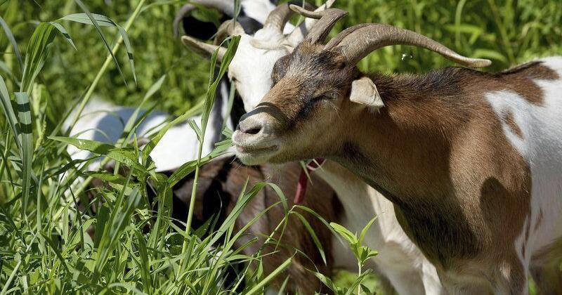 Mass. Calendar: Goats to go stop by Groveland library | Calendar ...