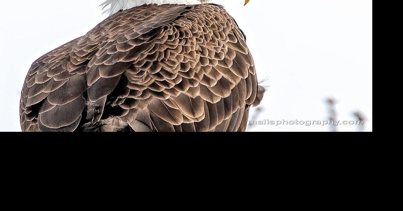 Abutters seek further review of project's impact on eagles | News ...