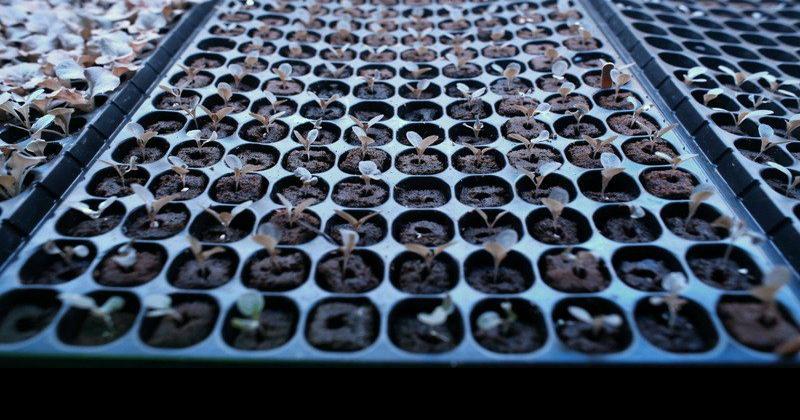 Farm in a box; Shipping containers see new life growing fresh produce ...