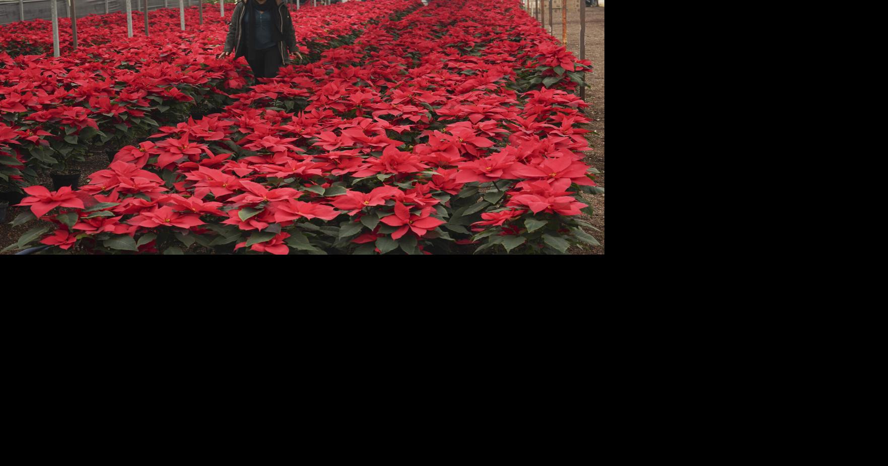 Checkered history of the poinsettia's namesake and the flower's origins ...