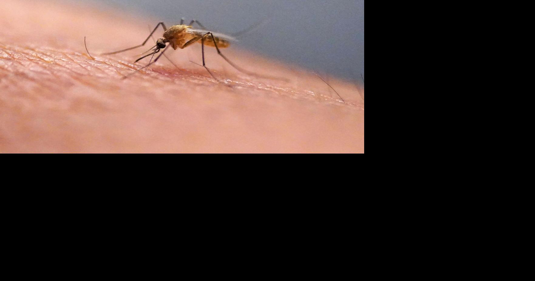 Mosquitoes in Clarksburg provide season's 1st West Nile virus sample ...