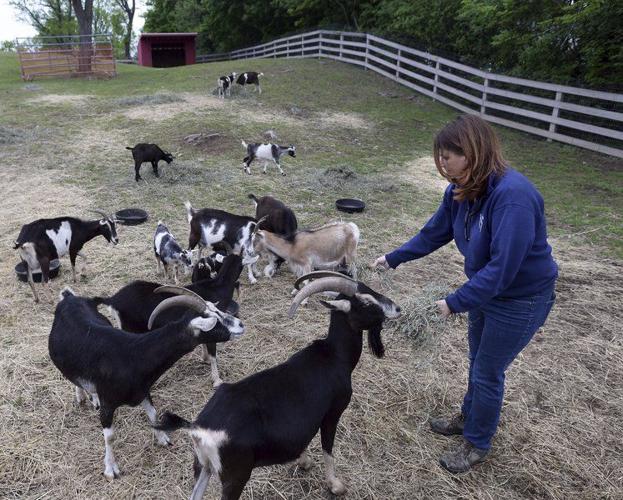 Offers to adopt goats flood Nevins Farm; 'Meet and greet' Saturday ...
