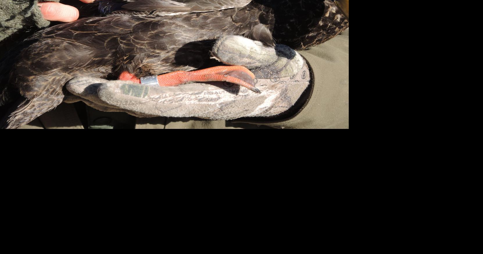 Wildlife biologists complete annual duck banding | Minutes ...