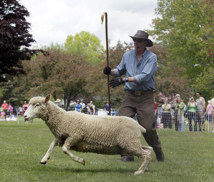 Thousands flock to Sheep Shearing Festival | Local News | eagletribune.com