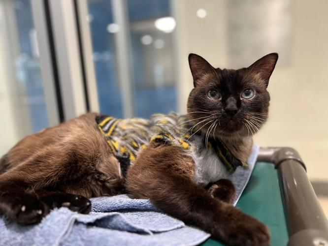 Piggies and doggies and cats, oh my!: Nevins Farm waives fees for ...