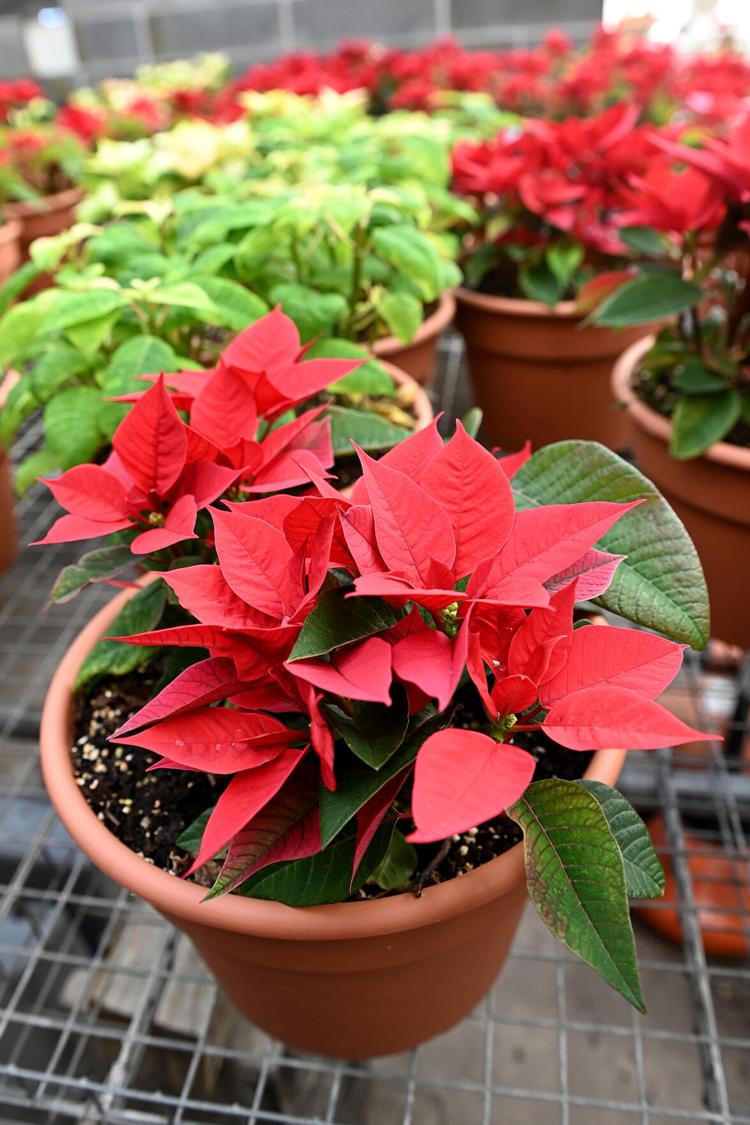 Share your passion for poinsettias at library tea | Calendar ...