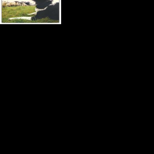 Veterinarian's memoire is book club topic | Calendar | eagletribune.com