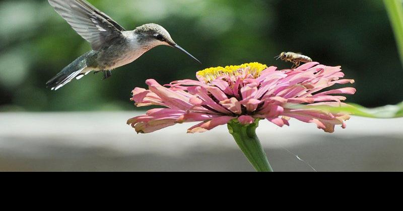 Bird's-eye View: Hummingbirds a sweet addition to backyard | Lifestyle ...