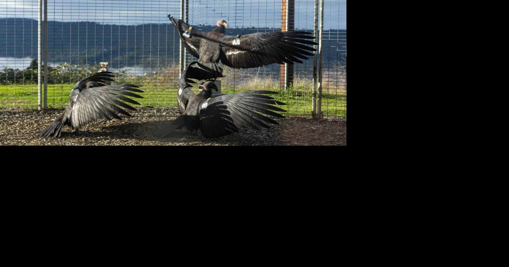 Colossal Foundation Commits $500,000 to Restore Sacred Condor to ...