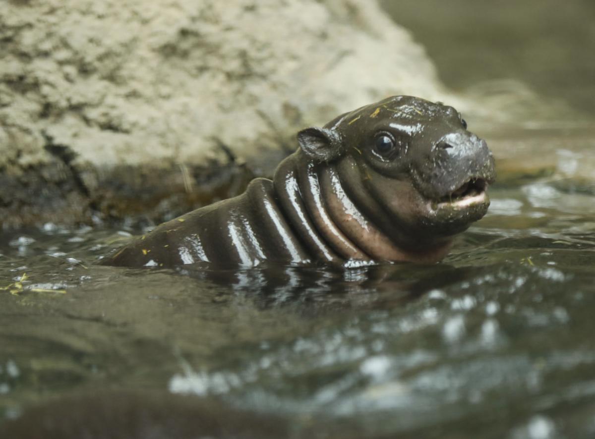Baby pygmy hippo makes splashy debut at San Diego Zoo | Lifestyle ...