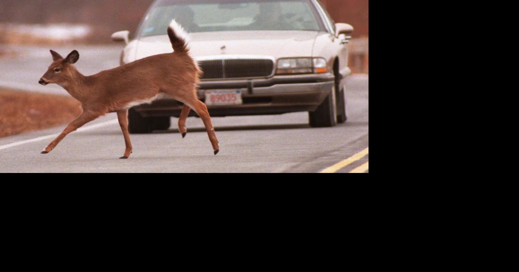 Deer dangers: A time of year for heightened vigilance | Merrimack ...