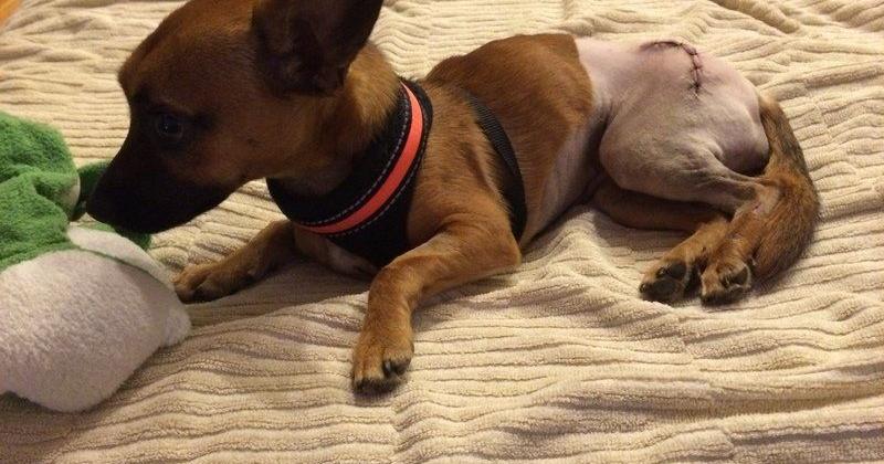 Critically injured Chihuahua gets second chance | Local News ...