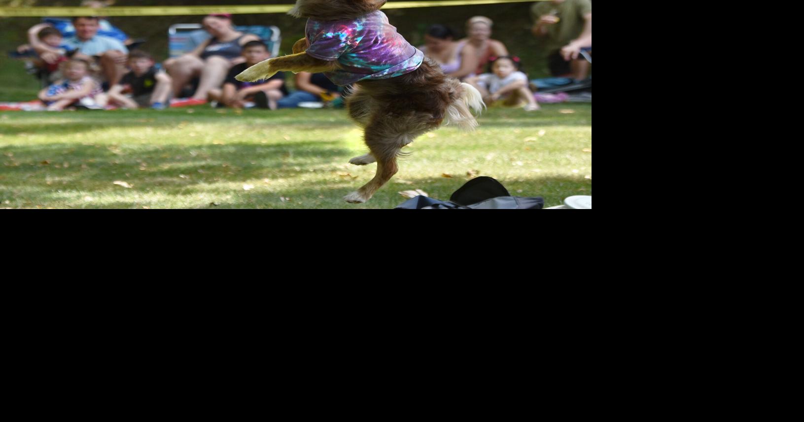 World record-holder in K9 Frisbee visits the Valley | Merrimack Valley ...