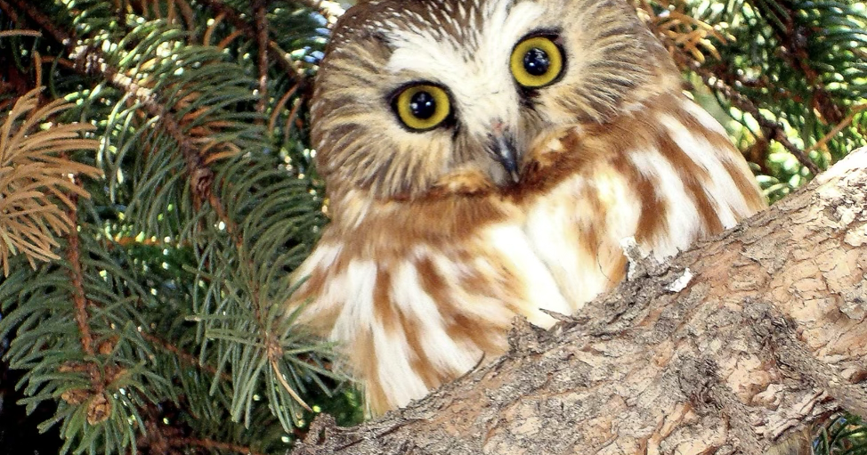 Protect Andover wildlife from rodenticides | Minutes | eagletribune.com