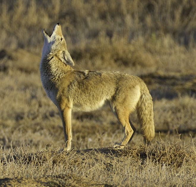 Coyotes roaming Windham in daylight; police say not to worry | New ...
